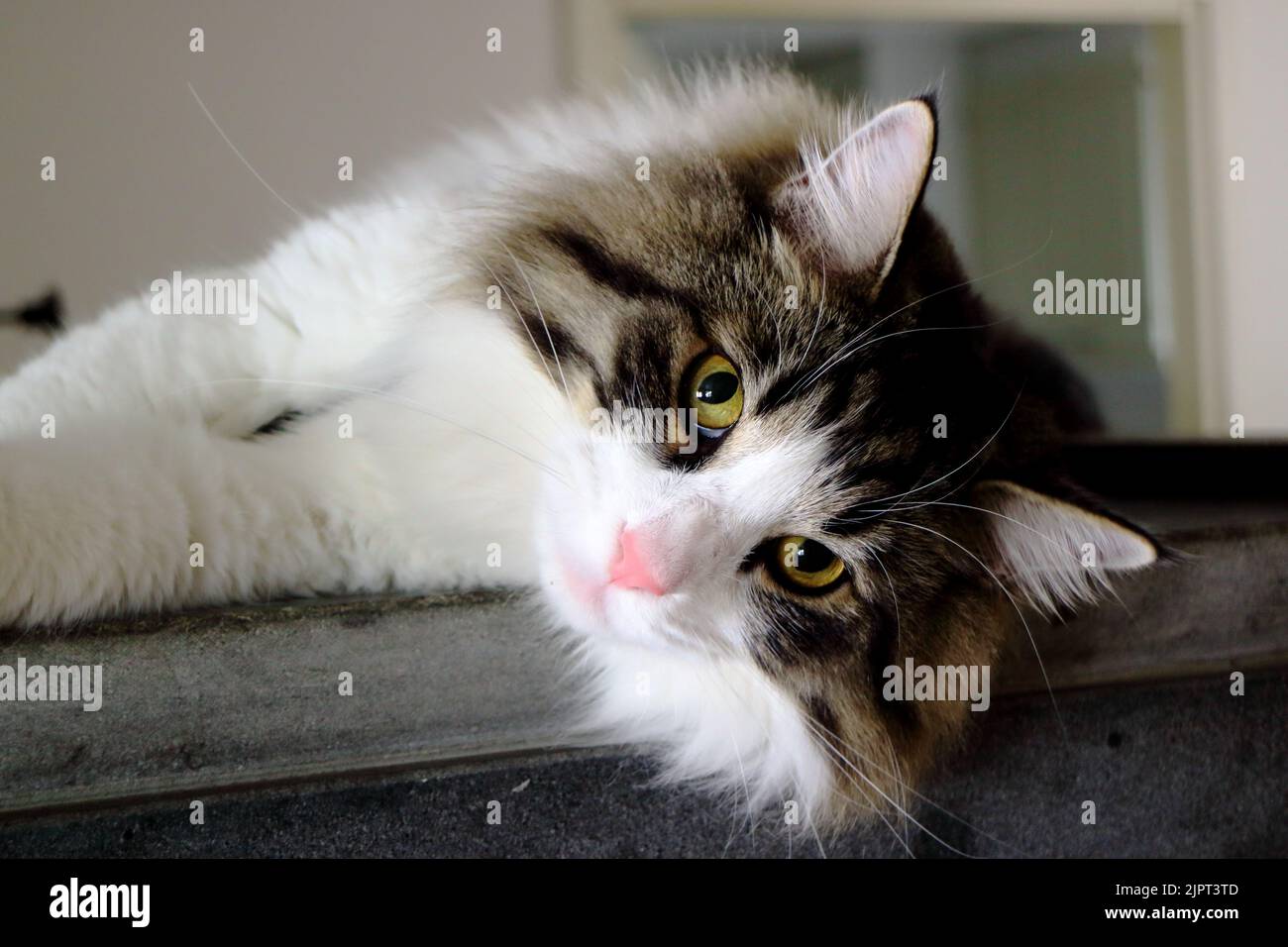 Scruffy cat close up hi-res stock photography and images - Alamy