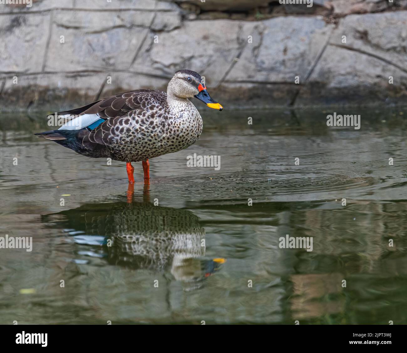 A Spot Billed Duck in lake Stock Photo - Alamy