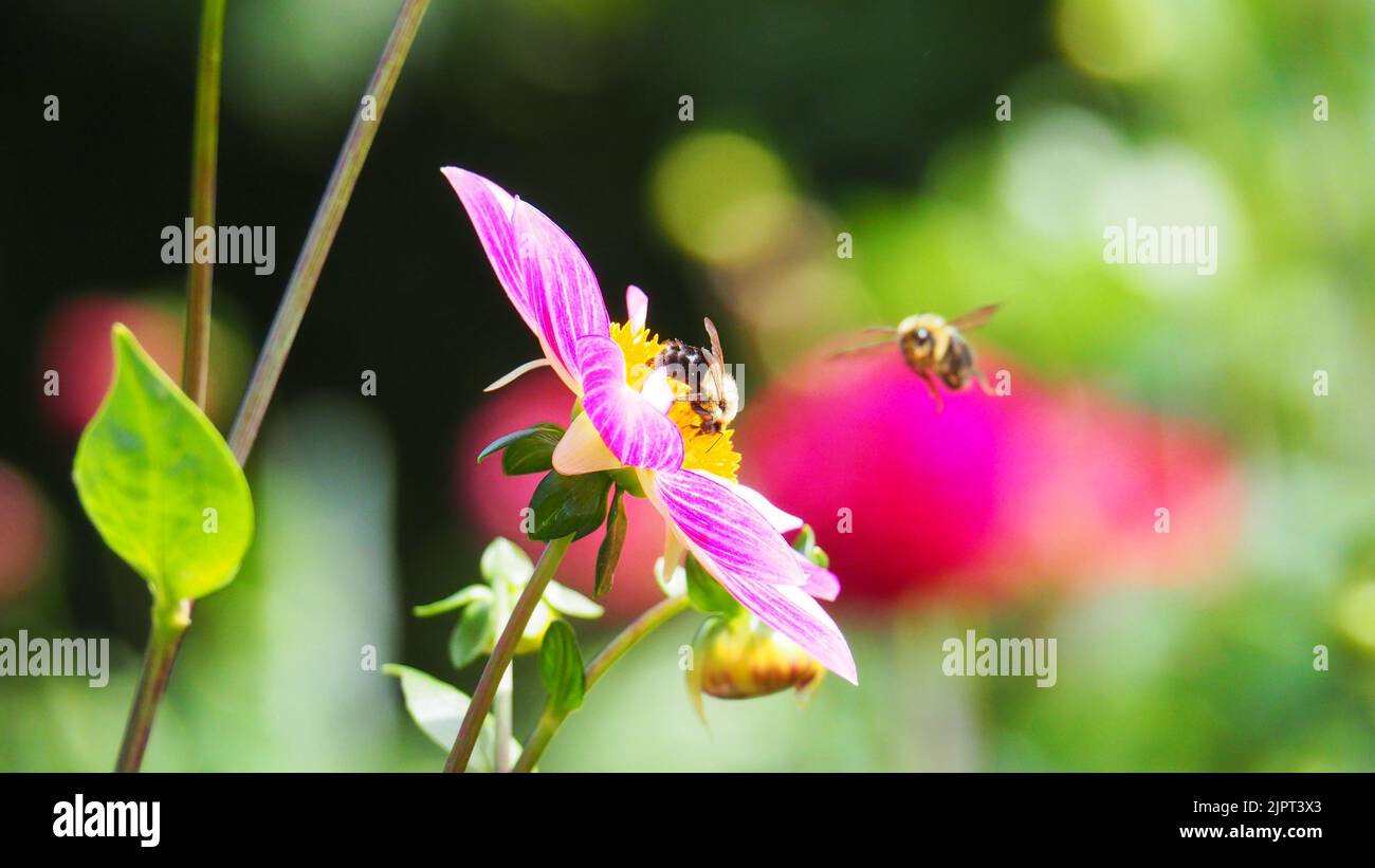 Halifax public gardens statue hi-res stock photography and images - Alamy