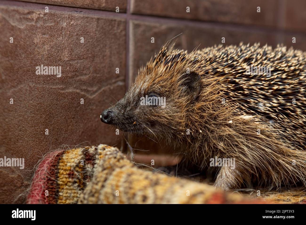 Hedgehog at night clause up from the side eye Stock Photo - Alamy