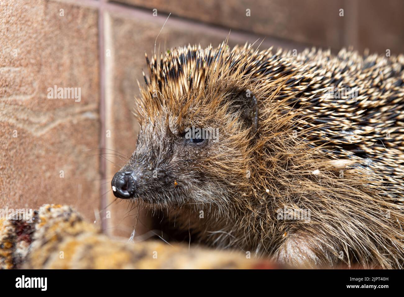 Hedgehog at night clause up from the side eye Stock Photo - Alamy