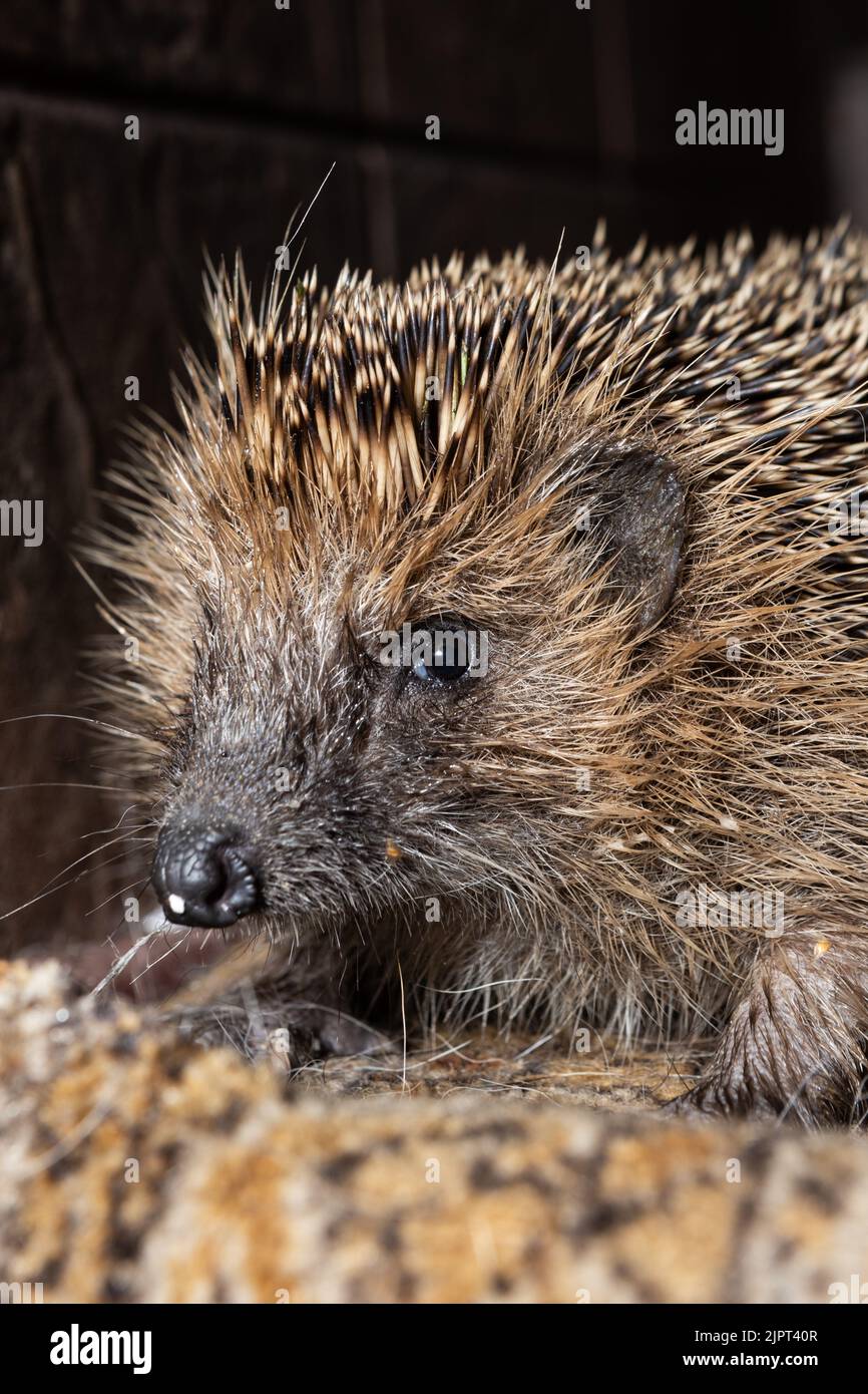 Hedgehog face close up at night eye Stock Photo - Alamy