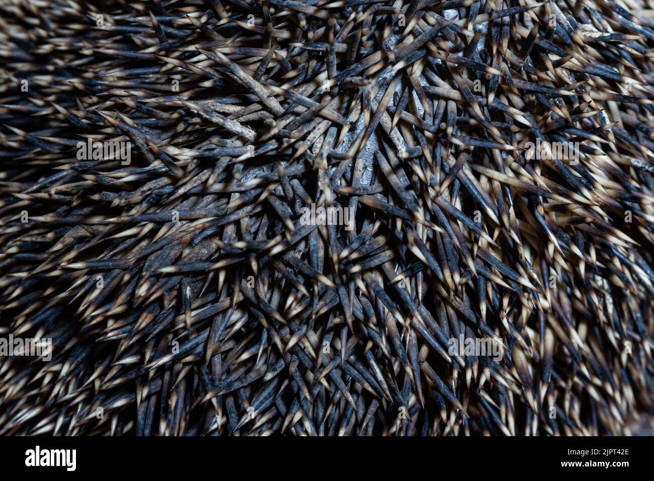 hedgehog spines clouse up macro shoot texture background night Stock ...