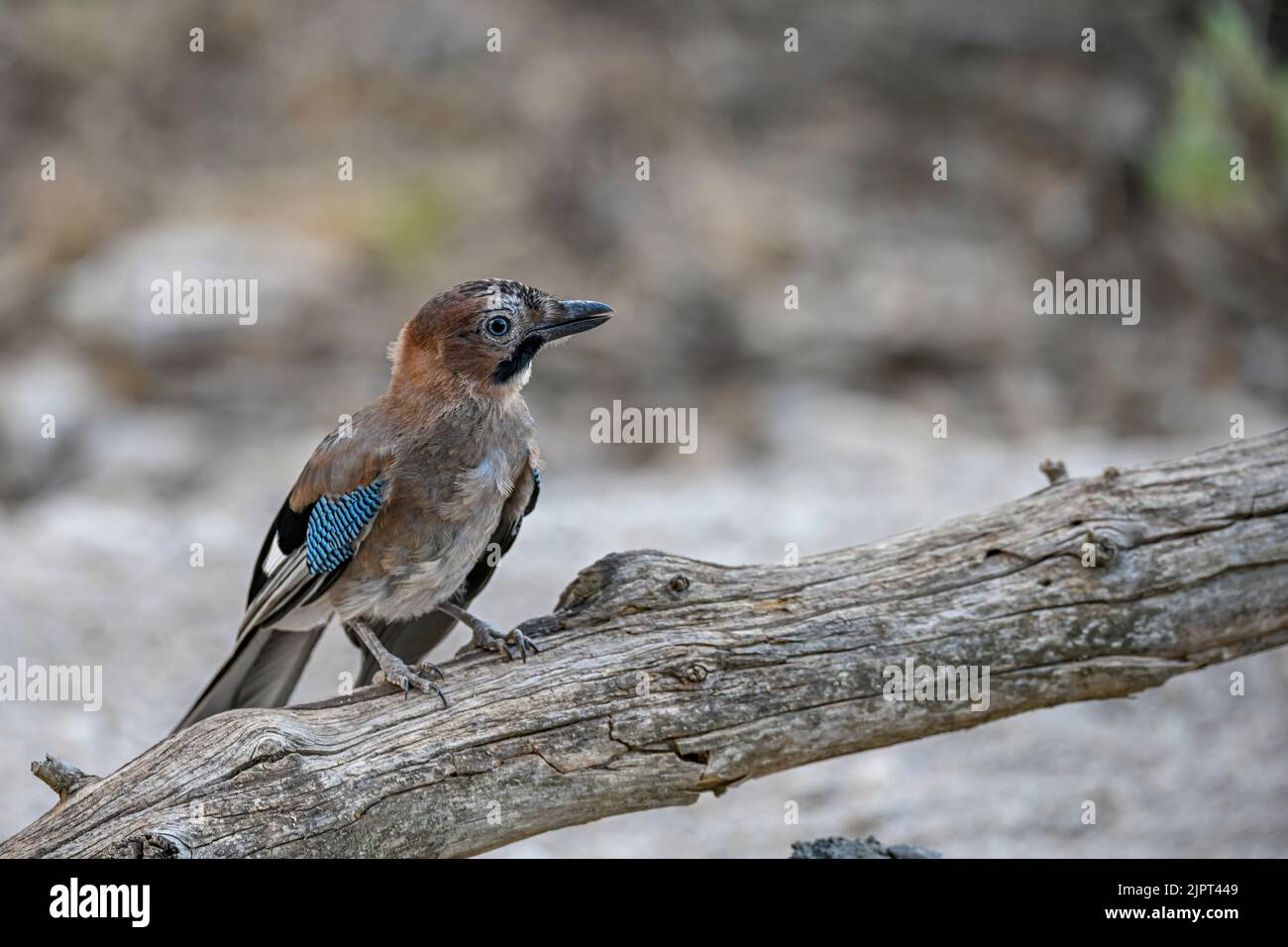Common Jay or Garrulus glandarius, passerine of the corvid family Stock ...