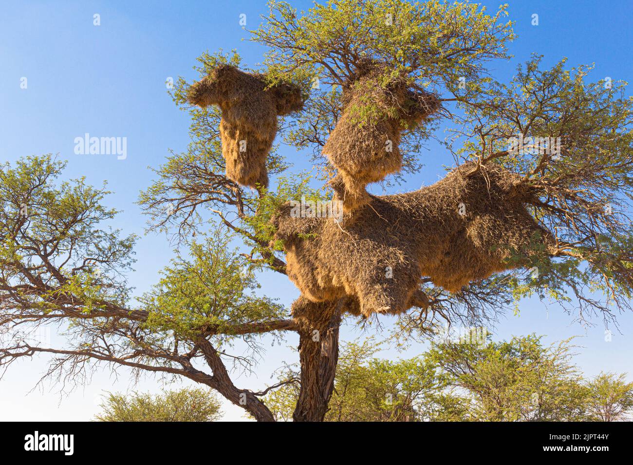 Sociable Weaver Bird Philetairus Socius Nest Contructed In An Acacia Tree On The C21 Road