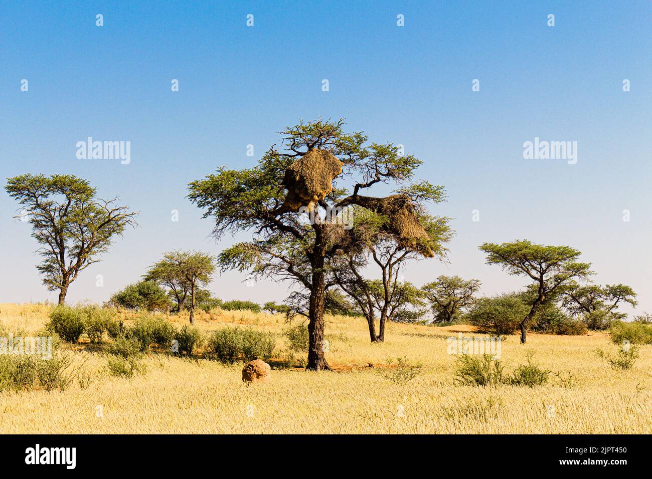 Sociable Weaver Bird Philetairus Socius Nest Contructed In An Acacia Tree On The C21 Road