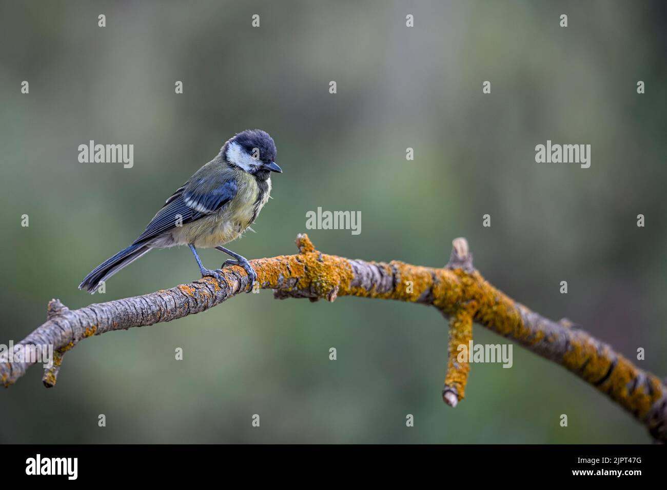 Parus major or common chickadee, is a species of passerine bird of the ...