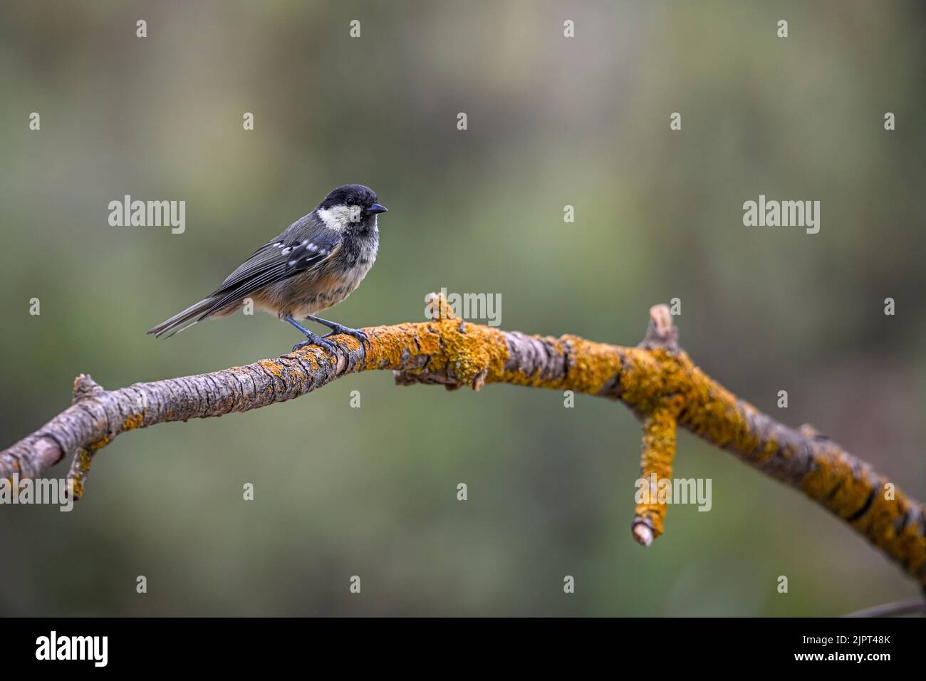 Periparus ater or Titmouse is a species of passerine bird in the ...
