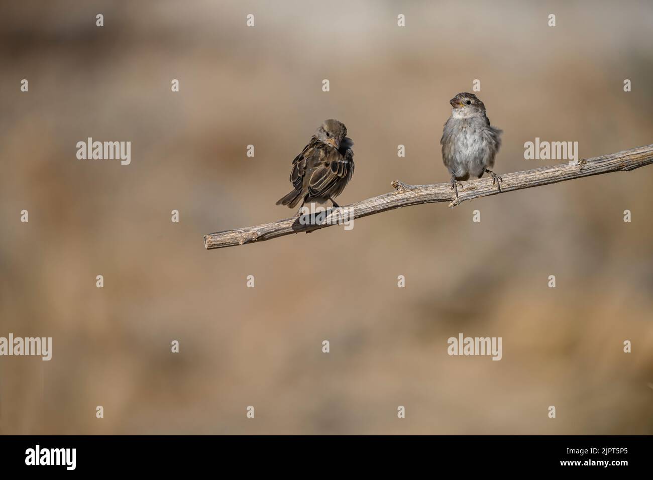Petronia petronia - The howler sparrow is a species of passerine bird ...