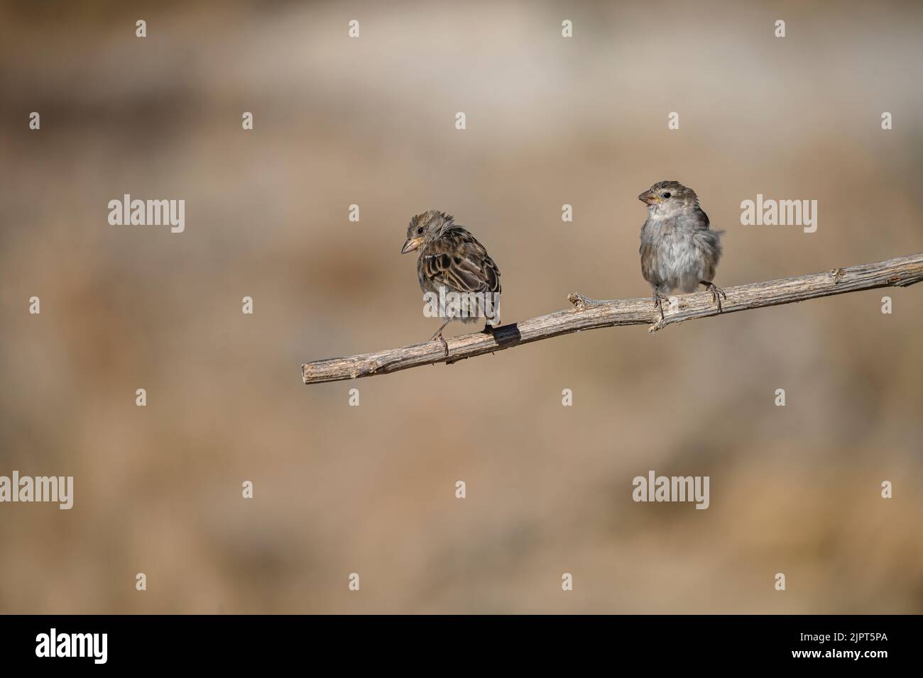 Petronia petronia - The howler sparrow is a species of passerine bird ...