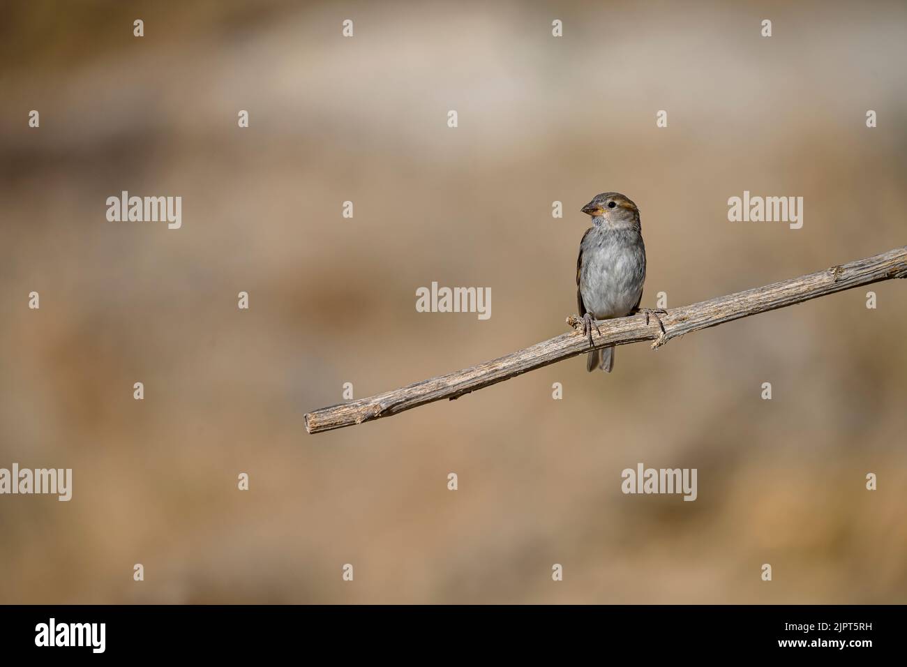Petronia petronia - The howler sparrow is a species of passerine bird ...