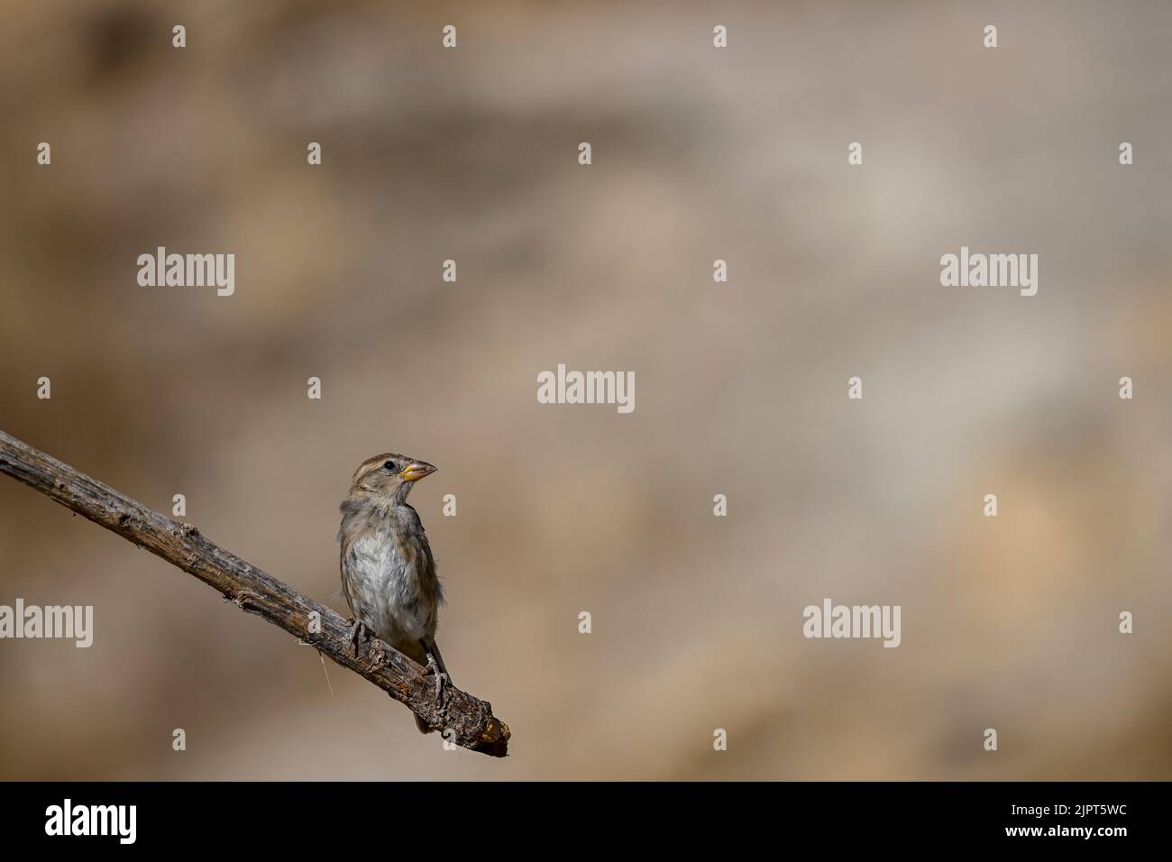 Petronia petronia - The howler sparrow is a species of passerine bird ...