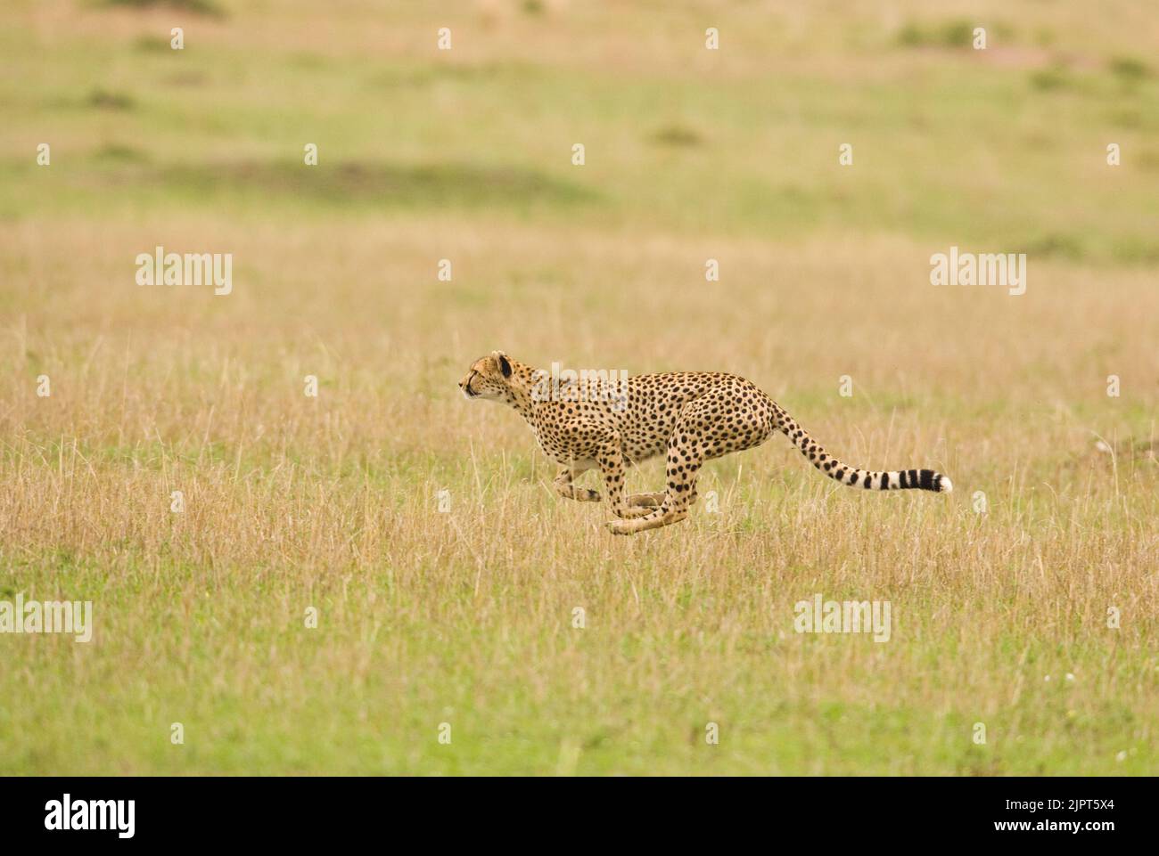 Cheetah (Acinonyx jubatu). Adult female Cheetah pursuing prey Stock ...