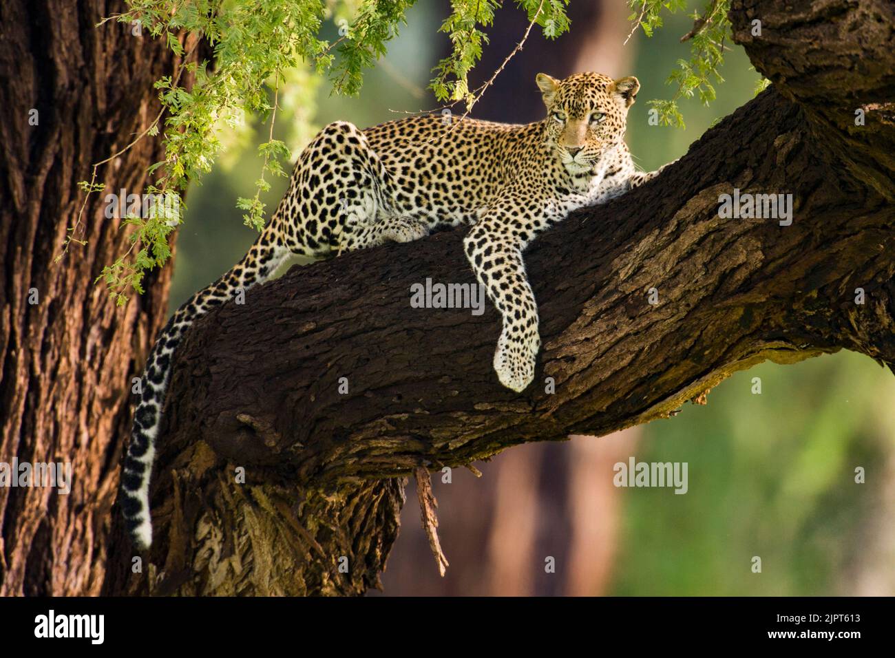 Regal leopard hi-res stock photography and images - Alamy