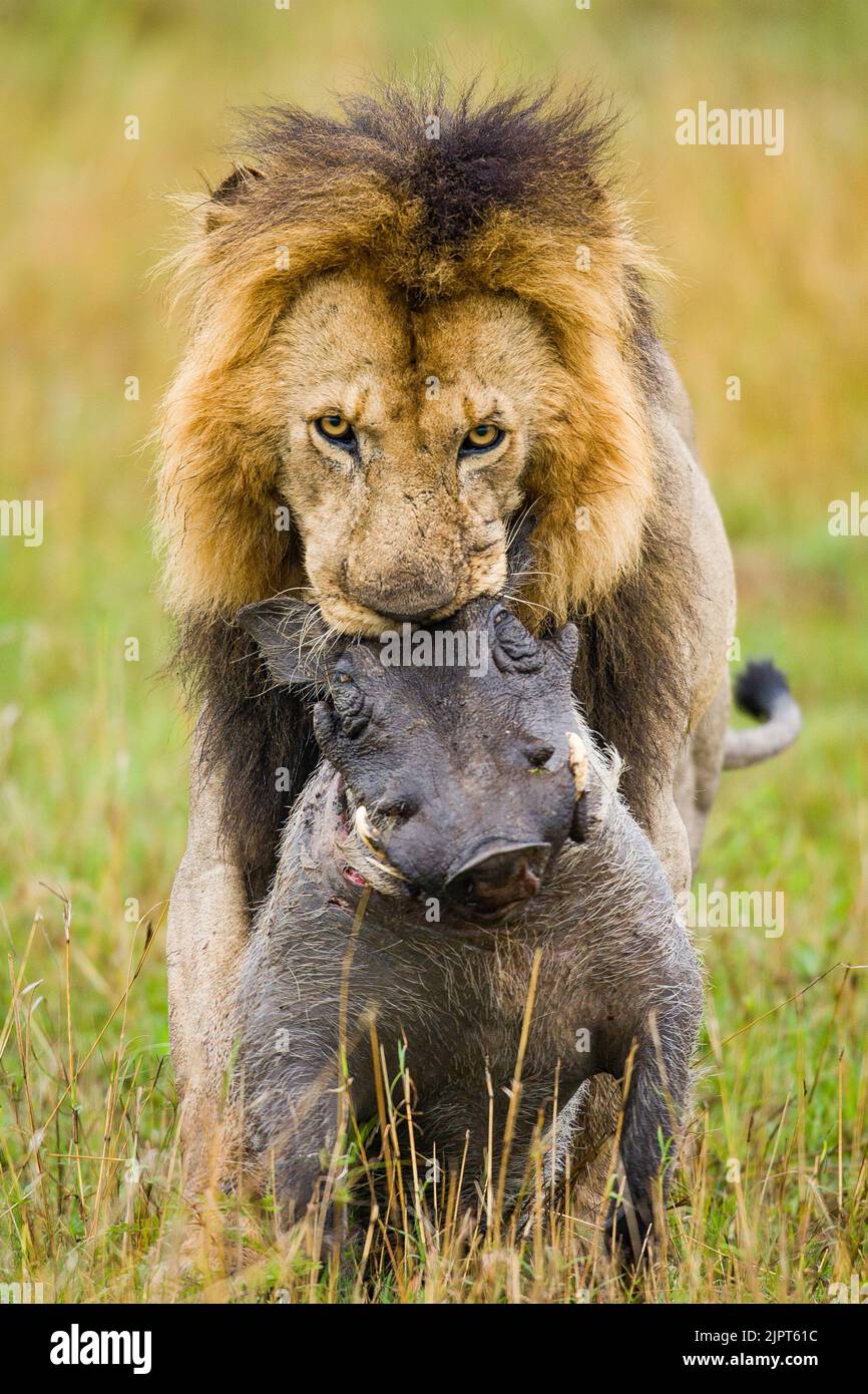 Large dark-maned male lion (Panthera leo) carrying the carcass of a ...