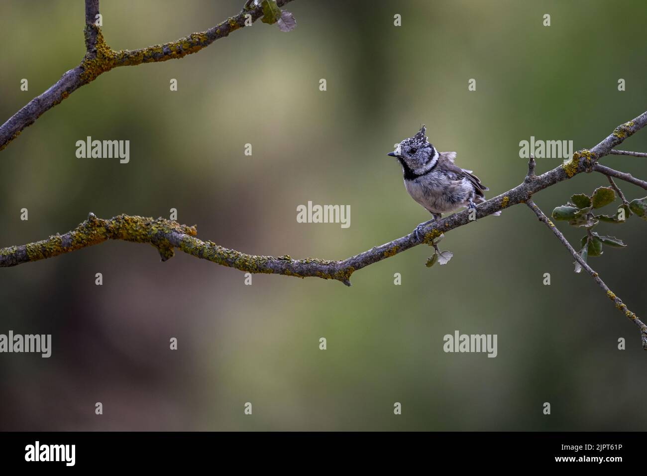 Lophophanes cristatus - The blue tit is a species of passerine bird in ...