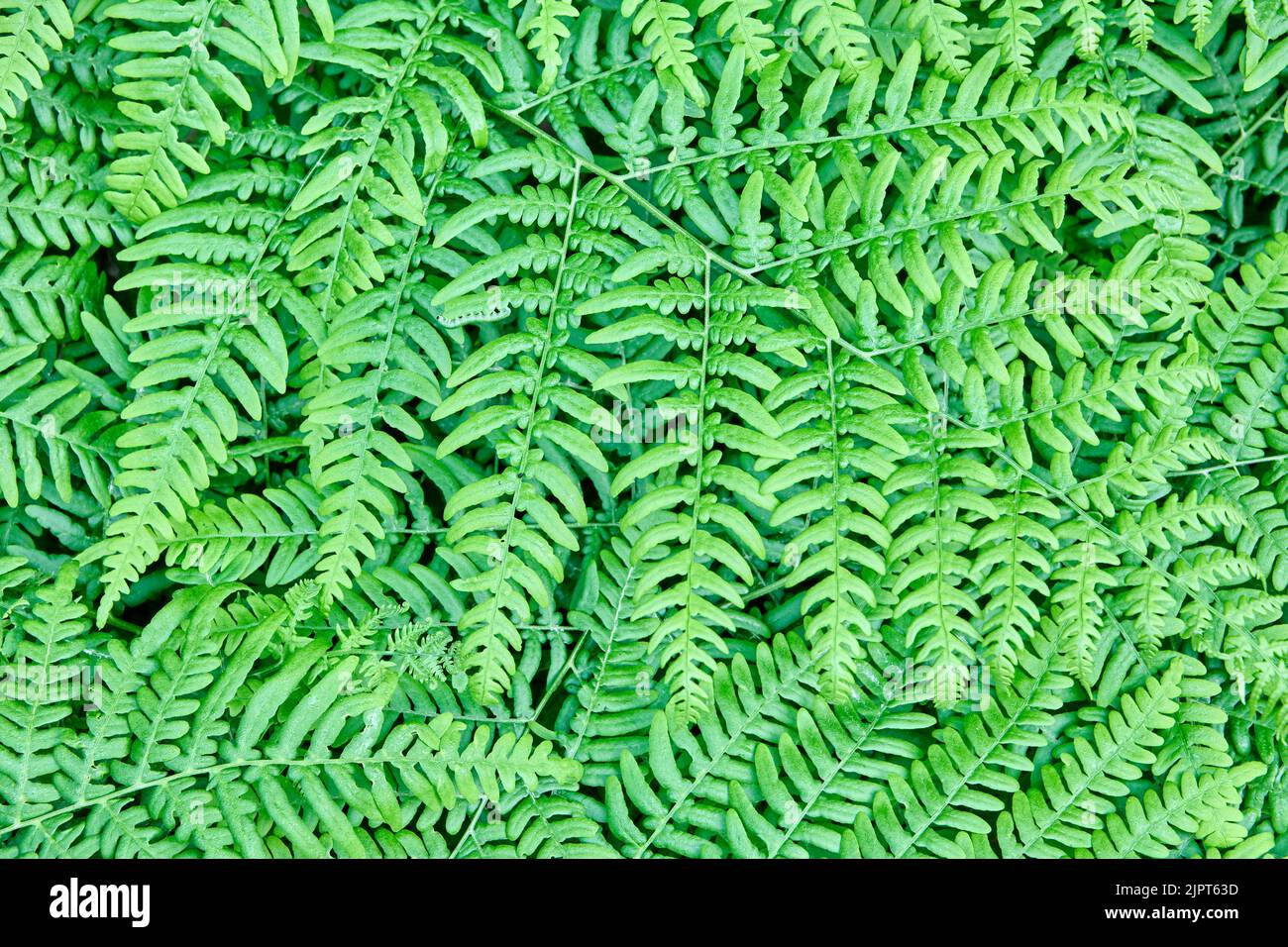 Densely growing wild forest fern full frame, texture for background ...