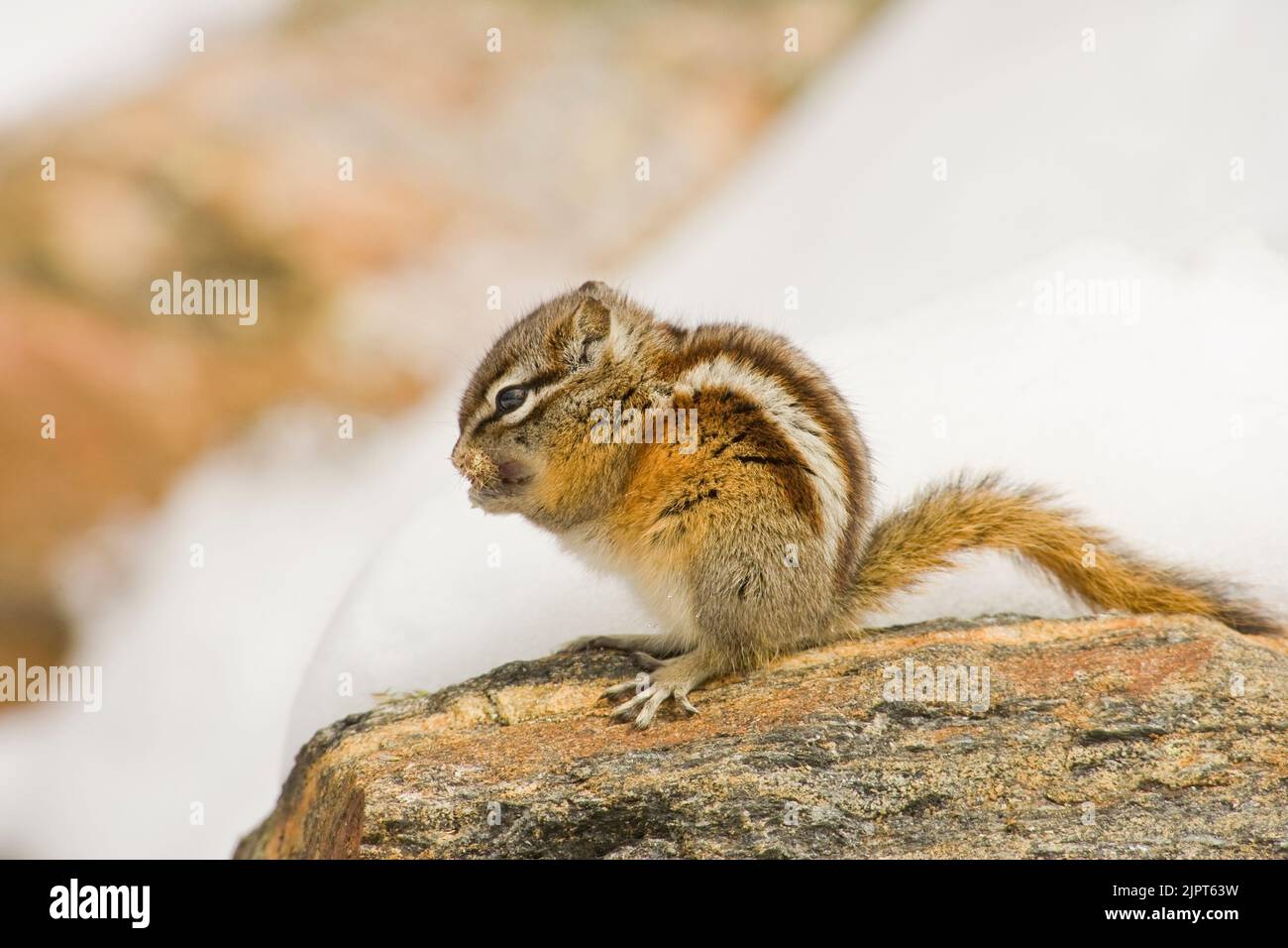 Least Chipmunk (Eutamias minimus) foraging in snow Stock Photo - Alamy