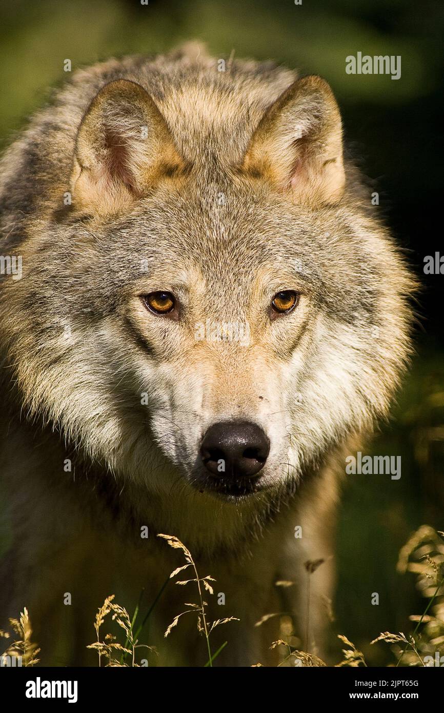 Gray Wolf (Canis lupus) , cream coat (controlled subject Stock Photo ...