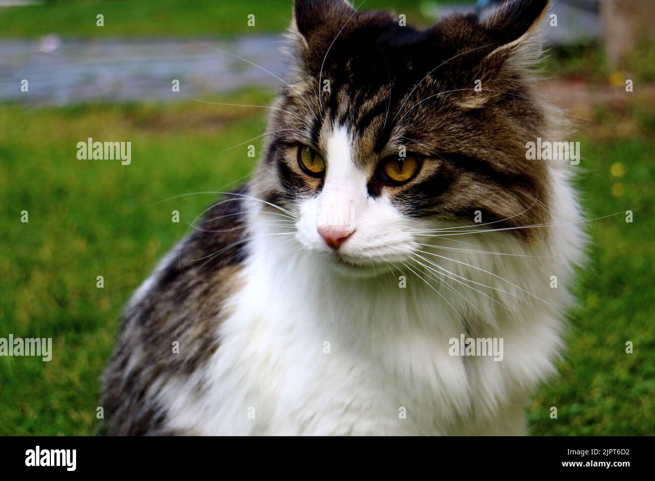 Scruffy looking hi-res stock photography and images - Alamy