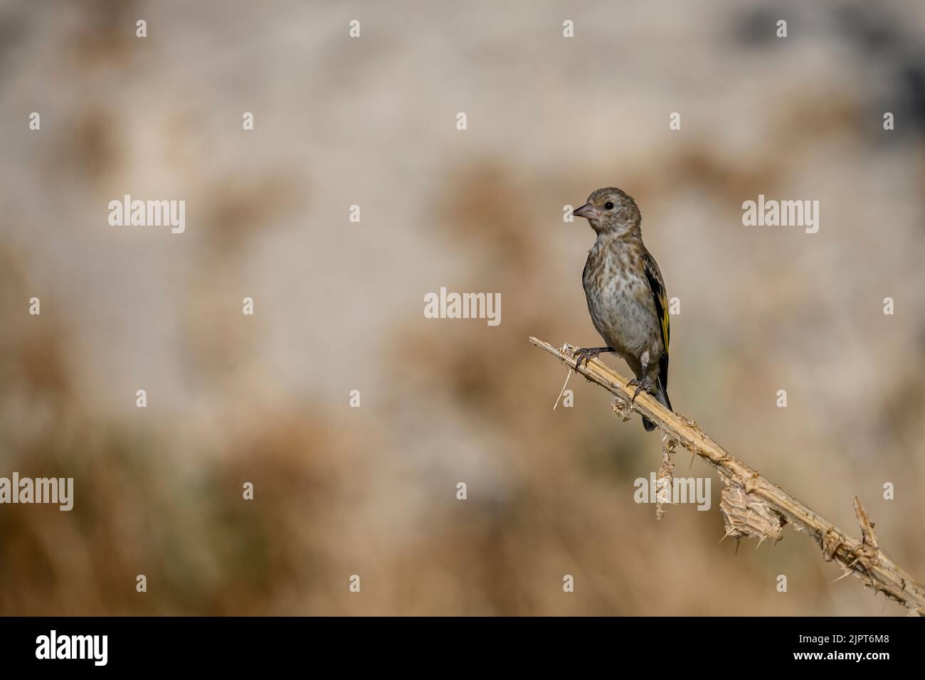 European goldfinch or cardinal perched on a twig Stock Photo - Alamy