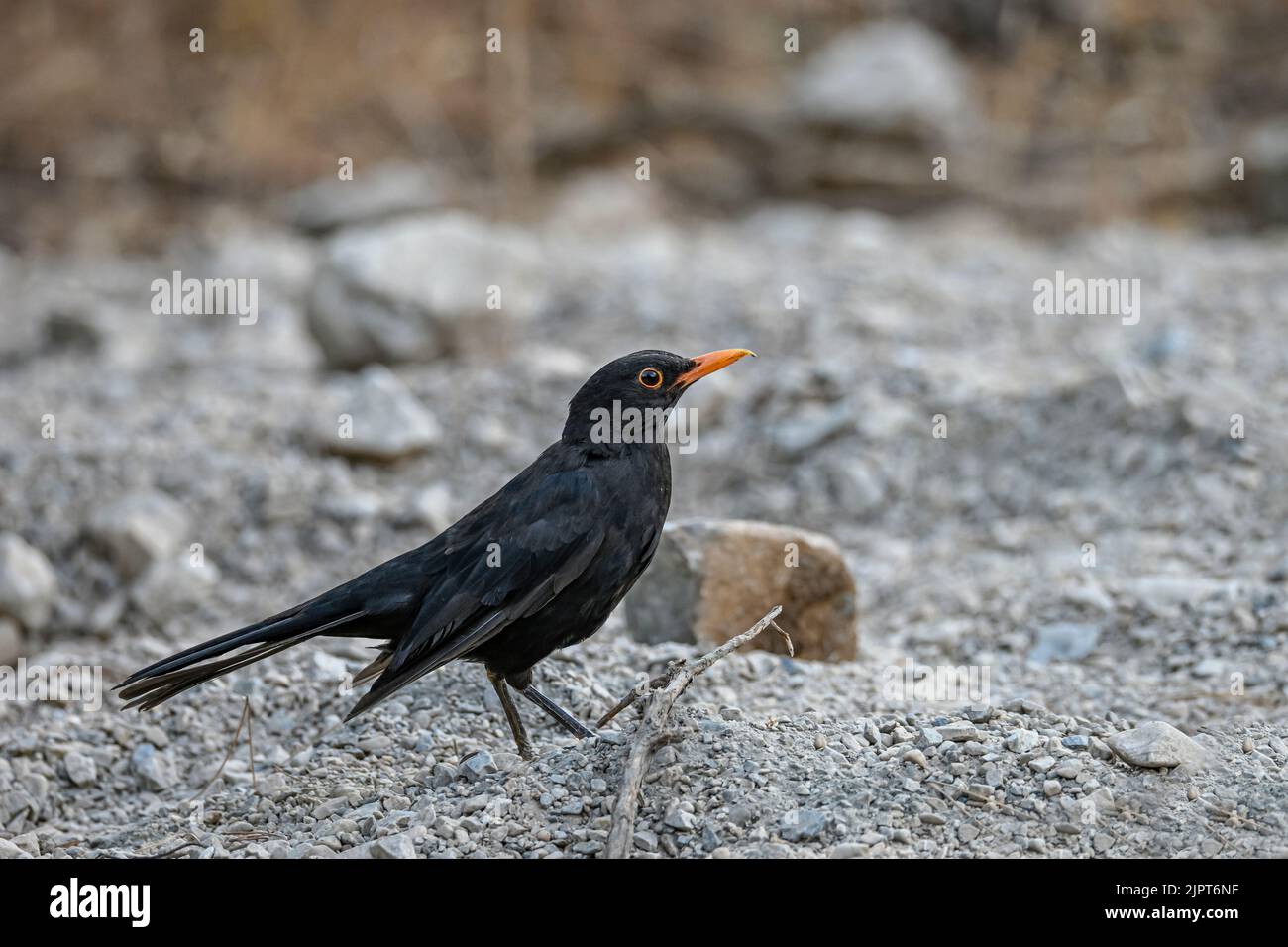 Turdus merula - The common blackbird is a species of passerine bird in ...