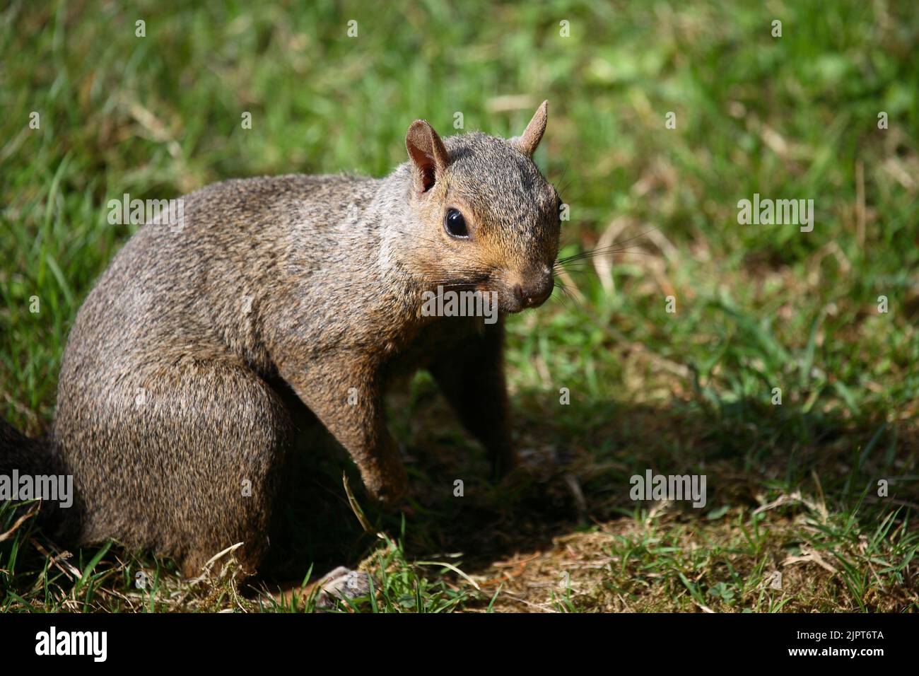 Westliches Grauhörnchen / Western Gray Squirrel / Sciurus griseus Stock ...