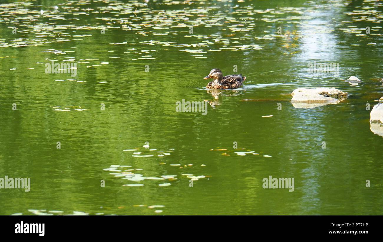 Halifax Public Gardens in summer Stock Photo - Alamy