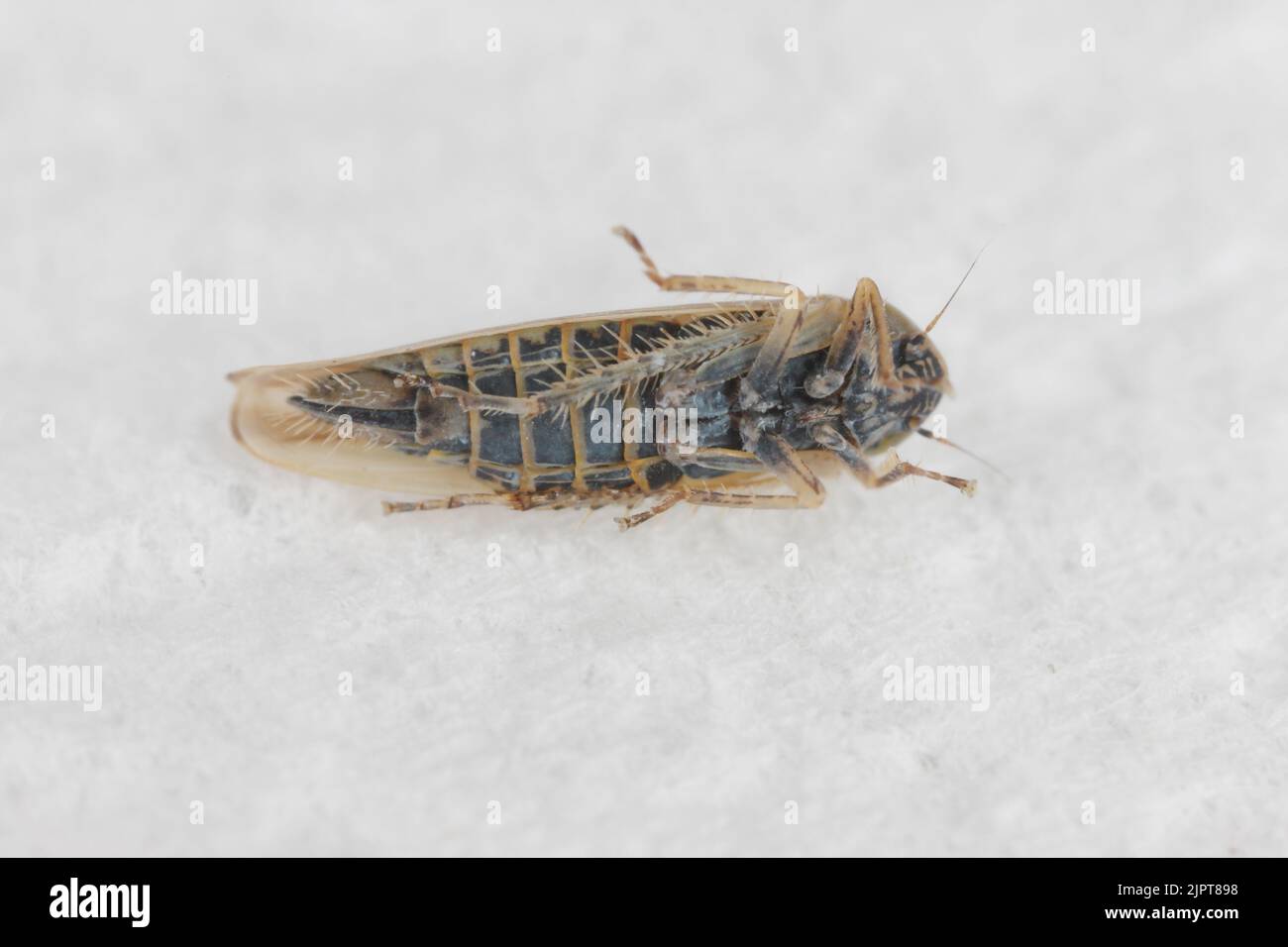 Leafhopper (Cicadellidae) of the genus Mocydiopsis Stock Photo - Alamy