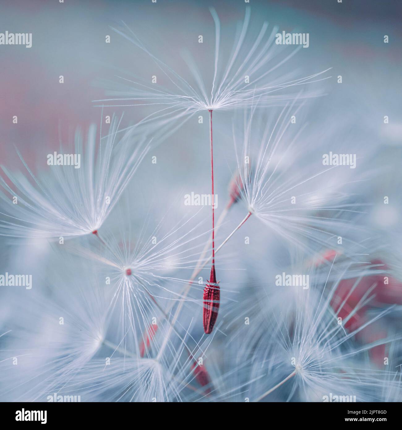 Spring flower seed hi-res stock photography and images - Alamy