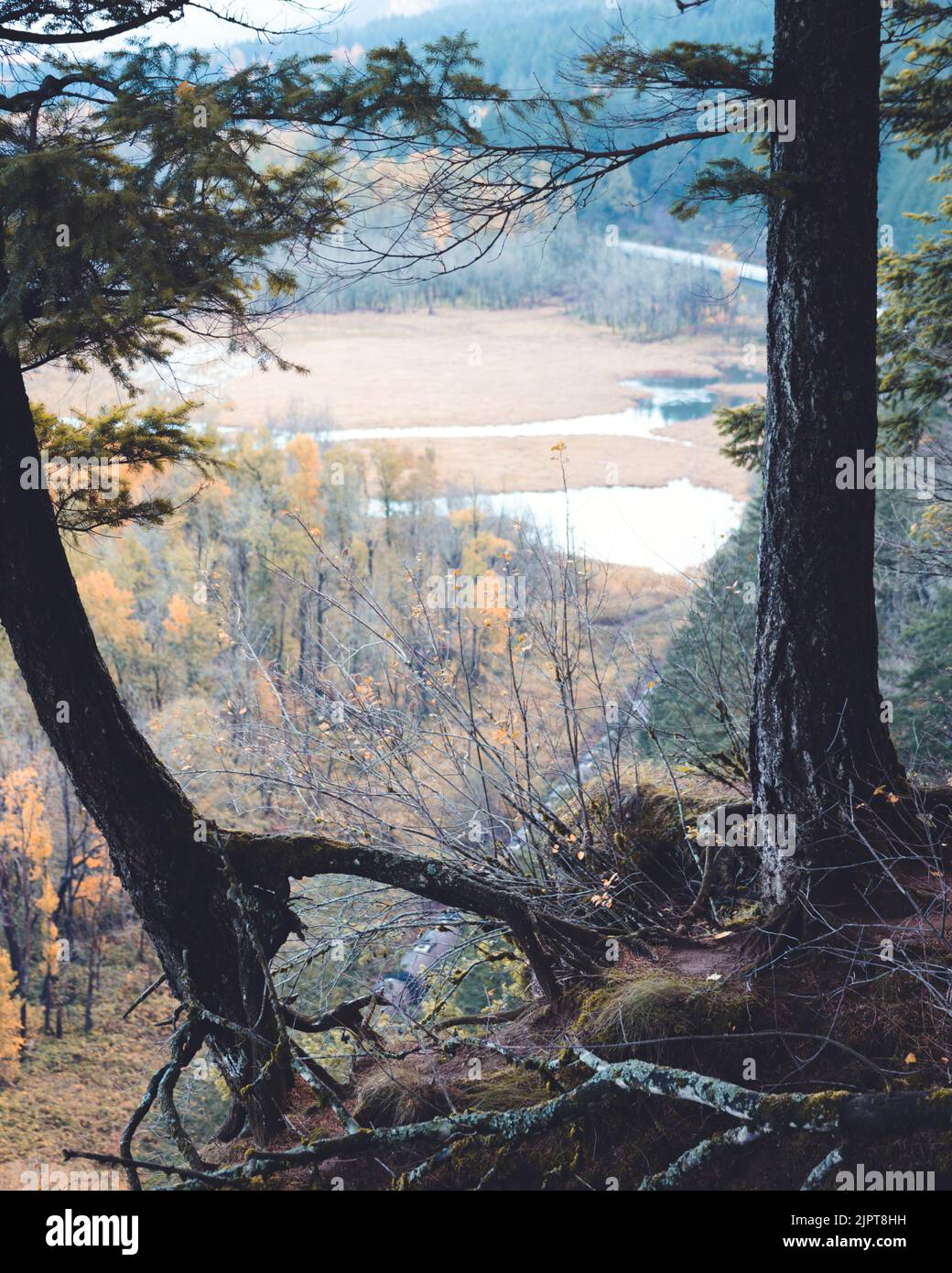 Two trees with revealed roots on top of a hill against an autumnal ...