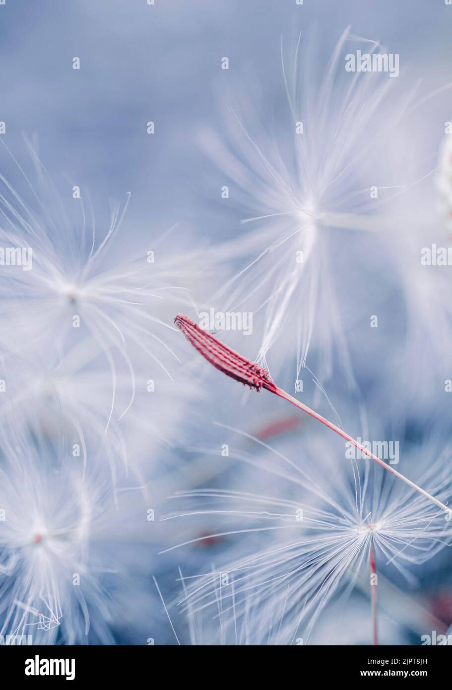 Spring flower seed hi-res stock photography and images - Alamy