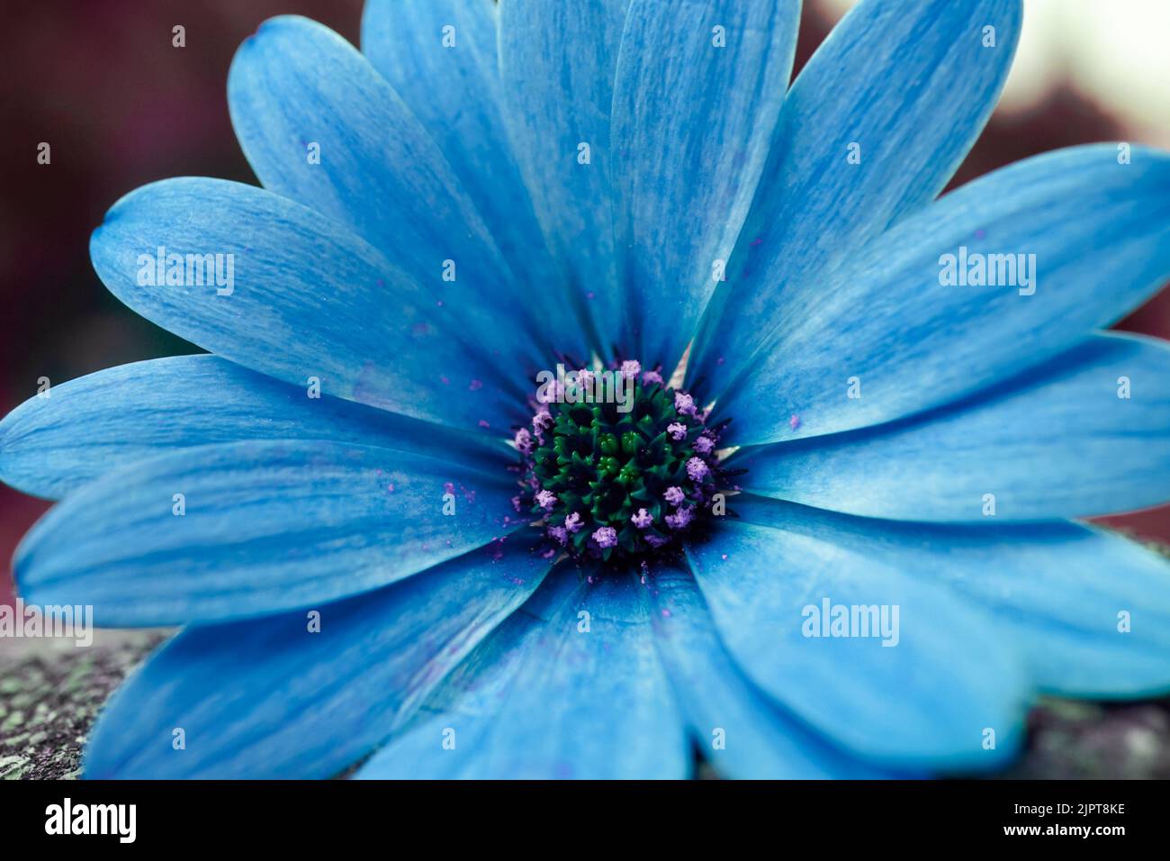 romantic blue flower in the garden in springtime Stock Photo - Alamy