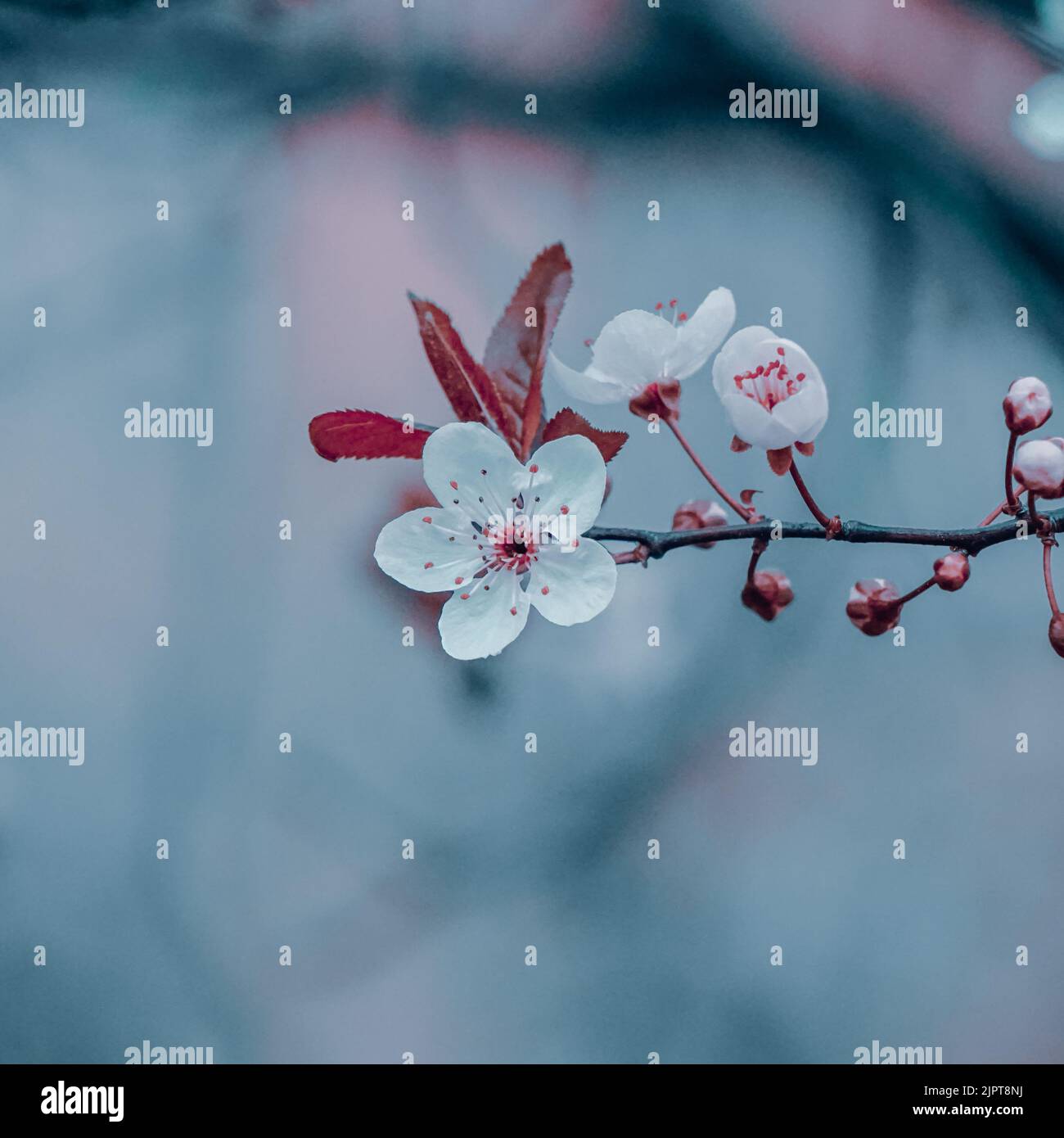 Beautiful cherry blossom in spring hi-res stock photography and images ...