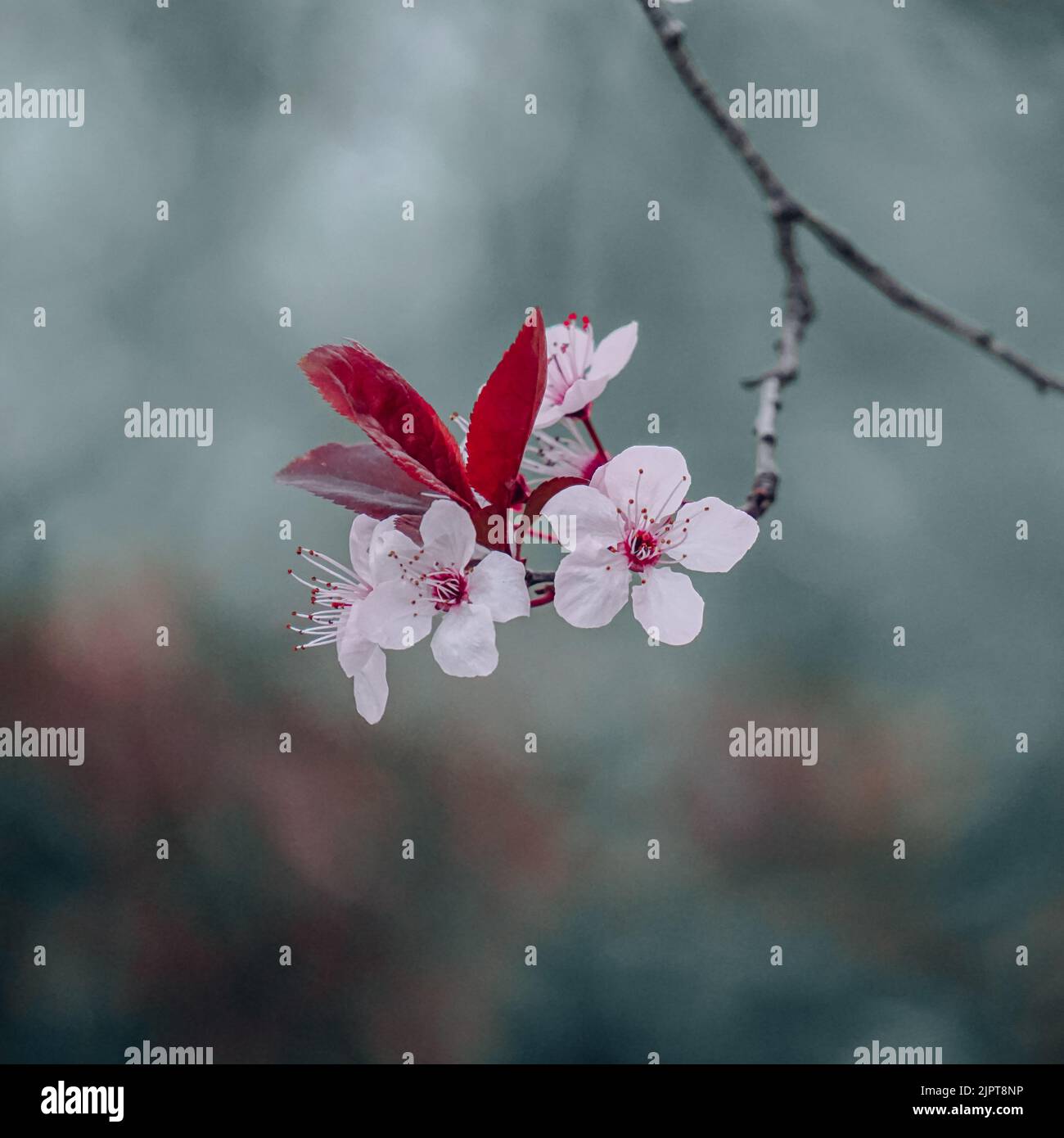Beautiful cherry blossom in spring hi-res stock photography and images ...