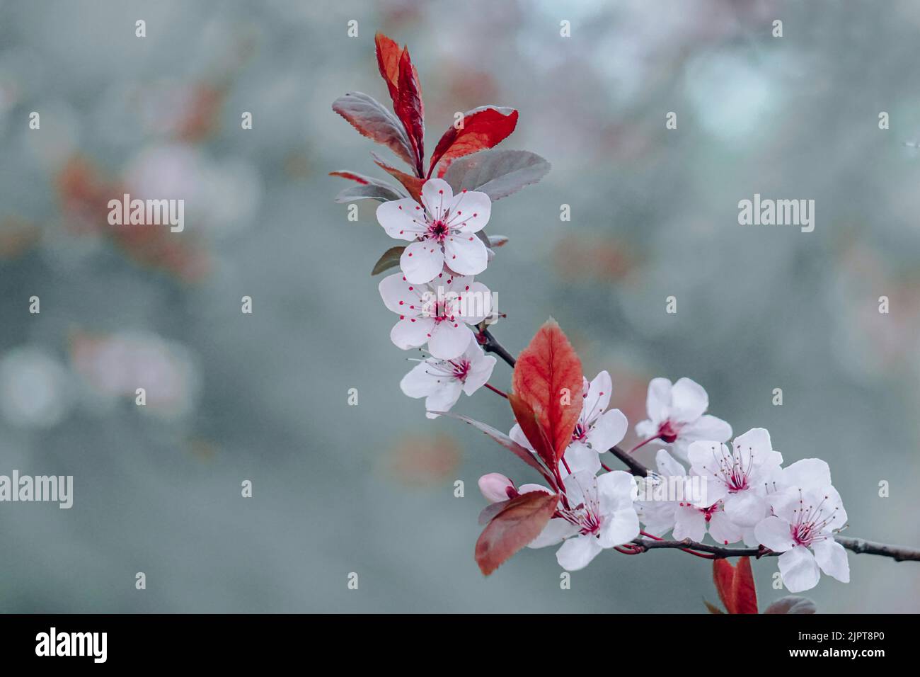 Beautiful cherry blossom in spring hi-res stock photography and images ...
