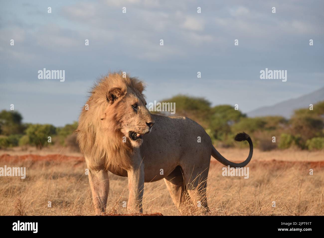 Lion at Tsavo East national park in the morning Stock Photo - Alamy