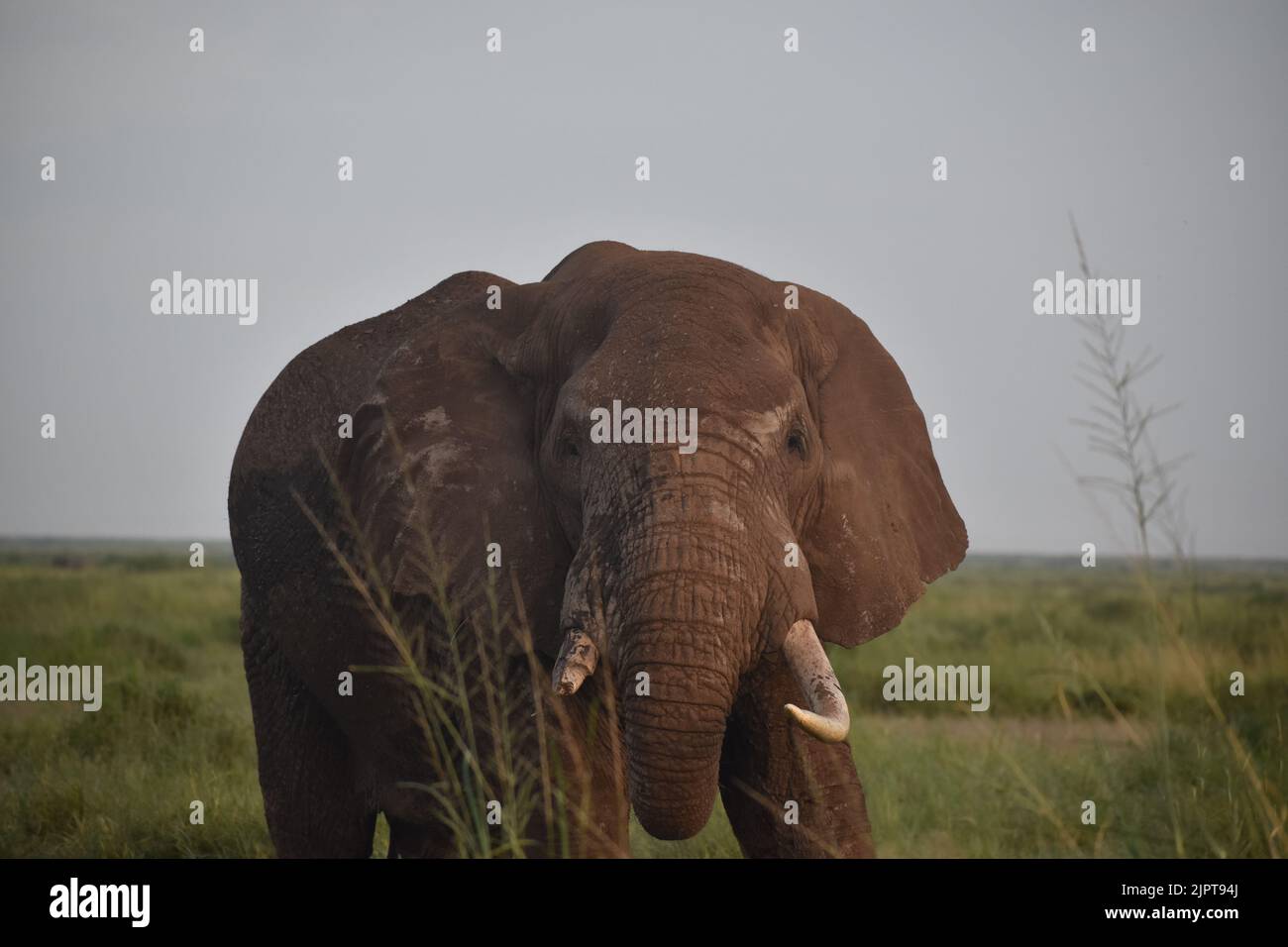 Elephant at Amboseli national park at dawn Stock Photo - Alamy