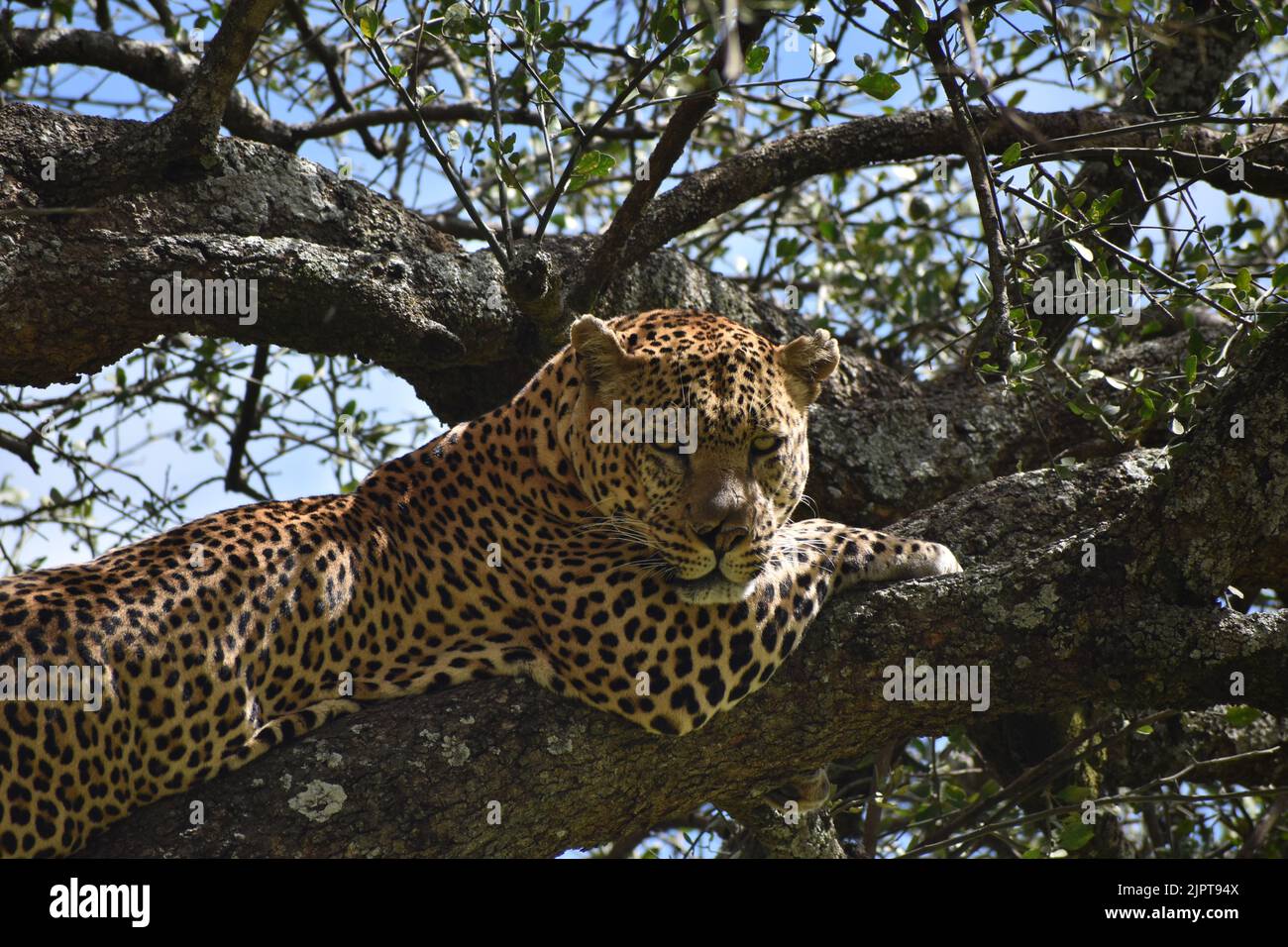 Leopard sitting on tree hi-res stock photography and images - Alamy