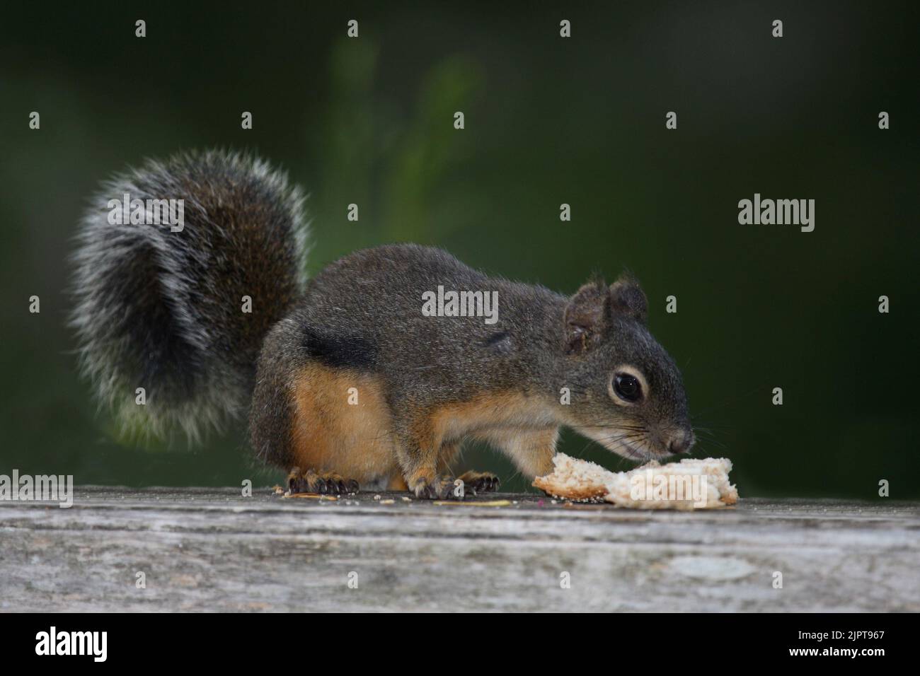 Westliches Grauhörnchen / Western gray squirrel / Sciurus griseus Stock ...