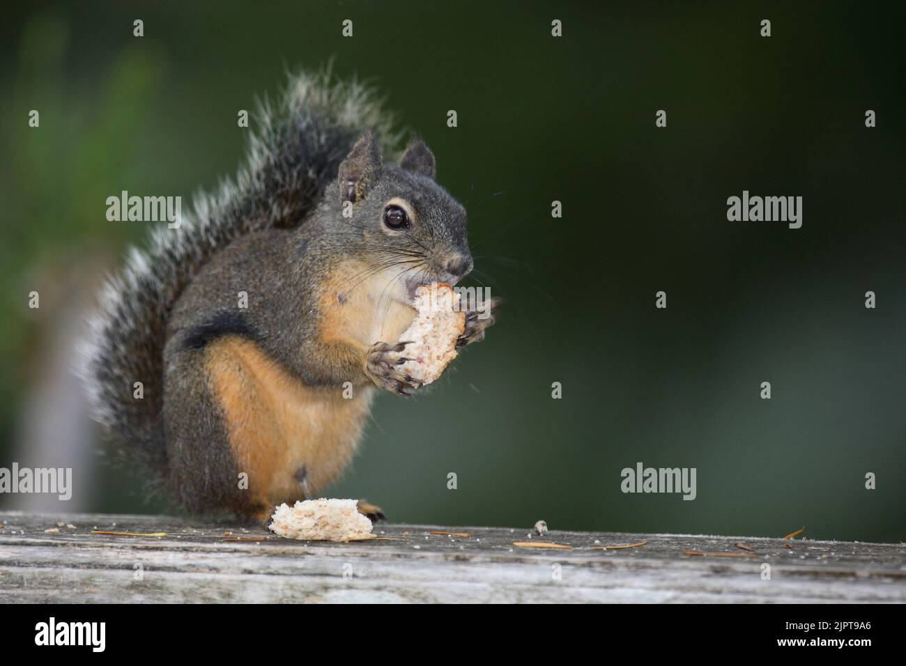 Westliches Grauhörnchen / Western gray squirrel / Sciurus griseus Stock ...