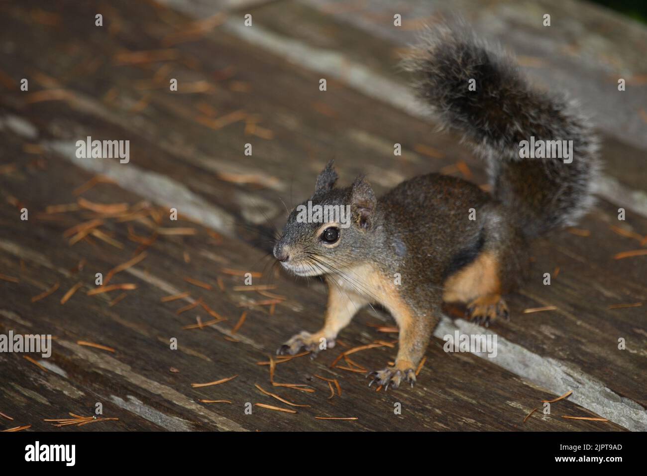 Westliches Grauhörnchen / Western Gray Squirrel / Sciurus griseus Stock ...
