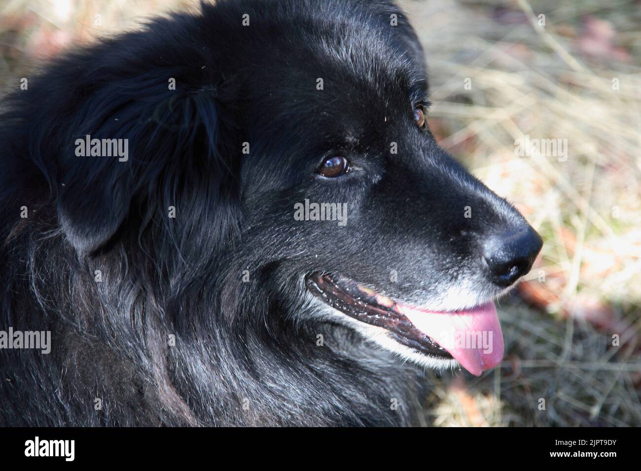 Amerika hund hi-res stock photography and images - Alamy