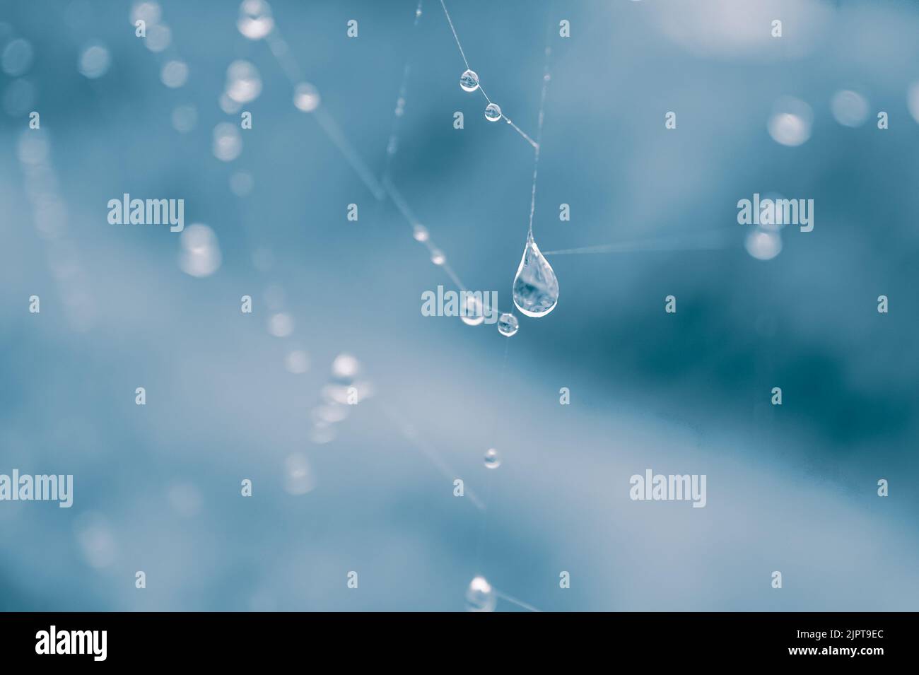 Rain on spiderweb hi-res stock photography and images - Alamy