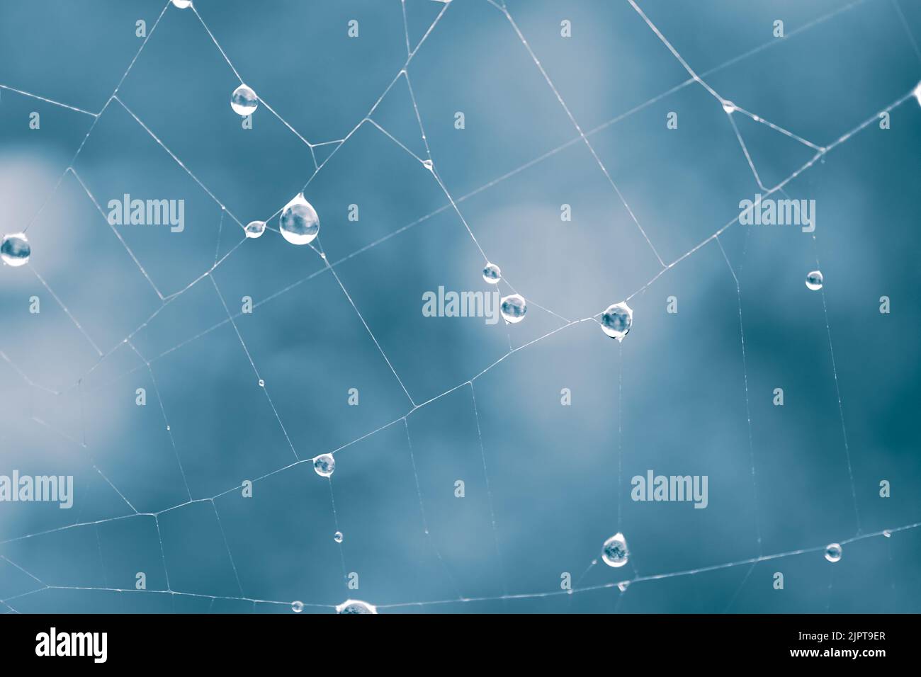 Rain on spiderweb hi-res stock photography and images - Alamy