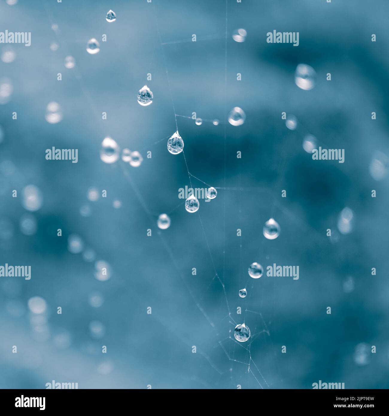 Rain on spiderweb hi-res stock photography and images - Alamy