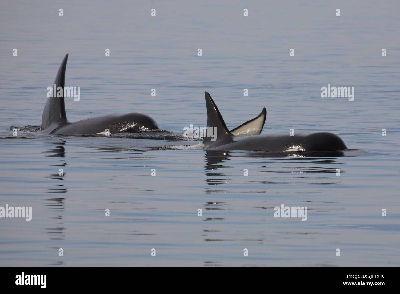 Schwertwal - Orca / Killer whale / Orcinus orca Stock Photo - Alamy
