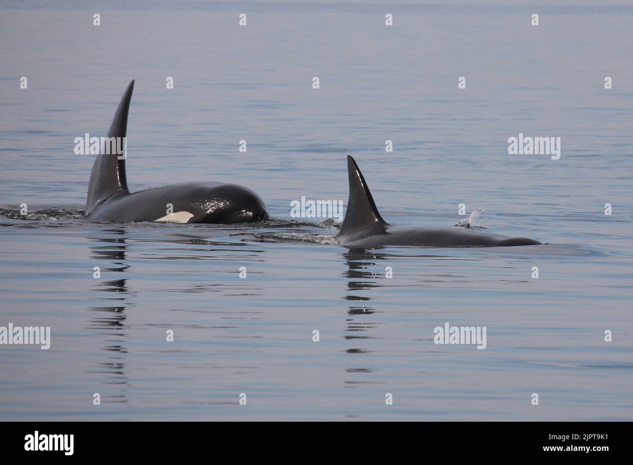 Schwertwal - Orca / Killer whale / Orcinus orca Stock Photo - Alamy