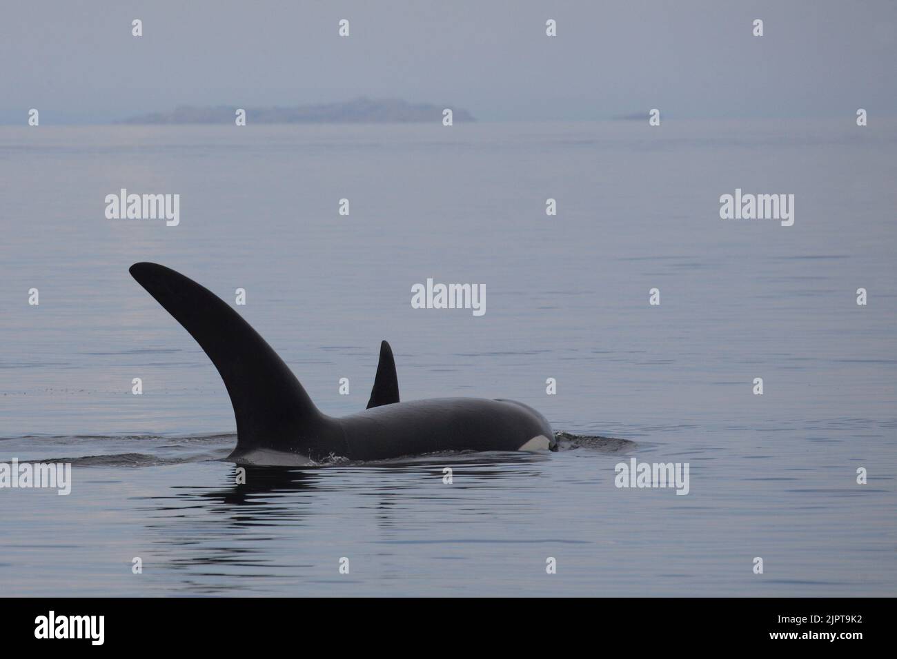 Schwertwal - Orca / Killer whale / Orcinus orca Stock Photo - Alamy