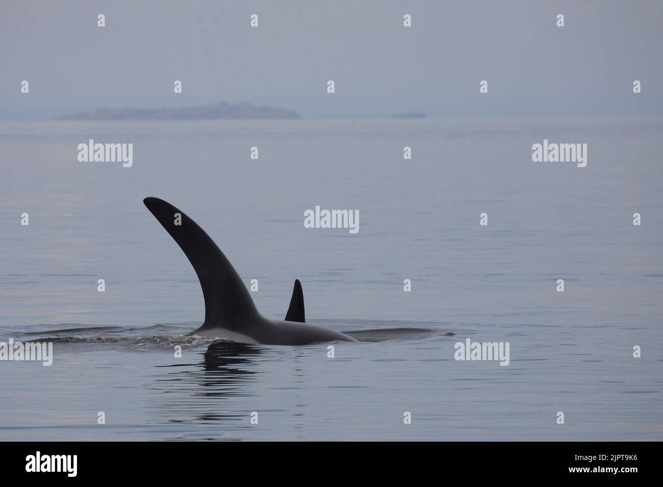 Schwertwal - Orca / Killer whale / Orcinus orca Stock Photo - Alamy